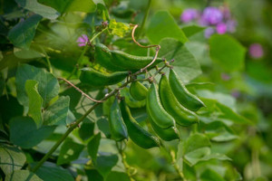 Aywal SEM PHALI DOLICHOS BEANS F1 HYBRID Vegetable Seed Price in India ...