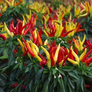 SREE chilli seed, mirchi seed, bumbai mirchi Seed Price in India - Buy ...