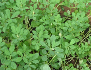 GREENWIN Vegetable Fenugreek - Methi Kasuri Seed Price in India - Buy ...
