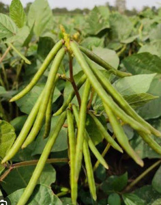 GREEN GRAM AND MOONG SEEDS GREEN GRAM SEEDS, MOONG SEEDS Seed Price in ...