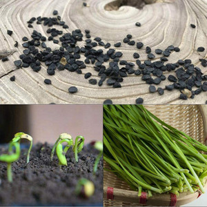 WILLVINE XLL-212 Chinese Garlic Chives Seeds Seed Price in India - Buy ...