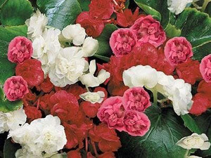 CYBEXIS Begonia - Fibrous Queen Mix Seeds Seed Price in India - Buy ...