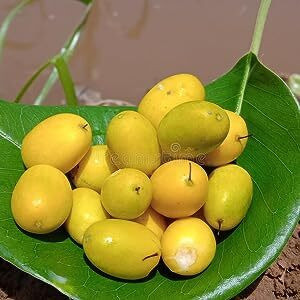 BDSresolve Mimusops Hexandra, Khirni seeds, rajana seeds Seed Price in ...