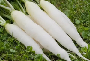 MAA Radish, Muli Seed Price in India - Buy MAA Radish, Muli Seed online ...