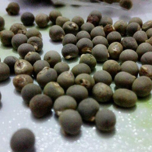 CYBEXIS Red Lady Finger Red Okra Seeds-200 Seeds Seed Price in India ...