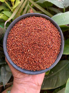Moovalley RAGI-RAAGI-MANDWA-MADUA-FINGER MILLET-ELEUSINE CORACANA Seed ...