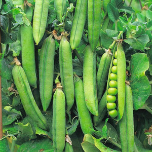 DEYS AGRO ™ pea seeds|matar vegetable Seed Price in India - Buy DEYS ...