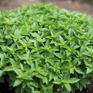 VibeX ® LXI-14 Basil Minette Dwarf Fine Bush Seed Price in India - Buy ...