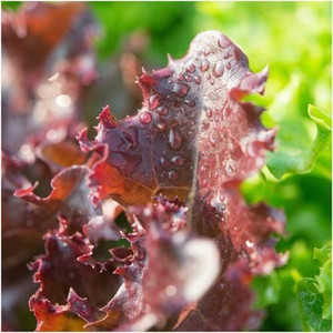 WILLVINE Organic F1 Hybrid Ruby Red Lettuce (Lactuca sativa)-1250 Seeds ...