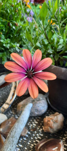 FEVESTA Organic Dimorphotheca Flower Plant Seed Price in India - Buy ...