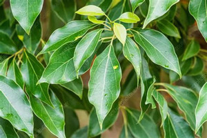 GROWN Pure Camphor Kapur Seeds For Home Gardening - 75 Seed Price in ...