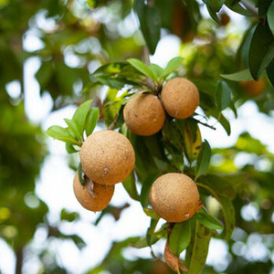 PMA Chalisa Chikoo, Sapota, Sapodilla, Naseberry Seed, Sobeda Hybird ...