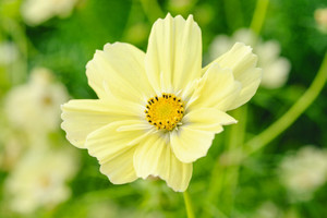 ZIXA Cosmos bipinnatus ‘Xanthos’ Seed Price in India - Buy ZIXA Cosmos ...