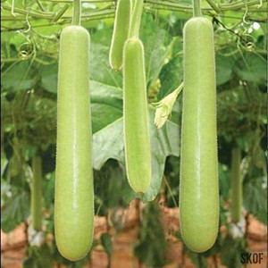 VibeX ® LXI-22 Indian Dudi Calabash Bottle Gourd Seed Price in India ...