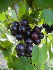 Aro Grapes Fruit, Black Grapes Seed Price in India - Buy Aro Grapes ...