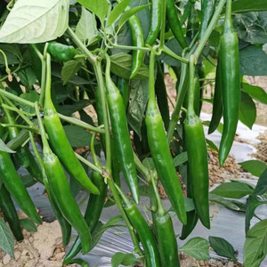 SeeGreen Bombai mirchi/ Naga chilli / CHILLI MIRCHI HYBRID-188 Seed ...