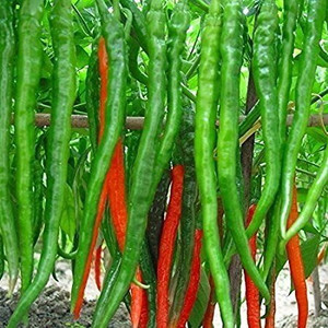 DEYS AGRO ™ long chilli seeds,high yield Seed Price in India - Buy DEYS ...