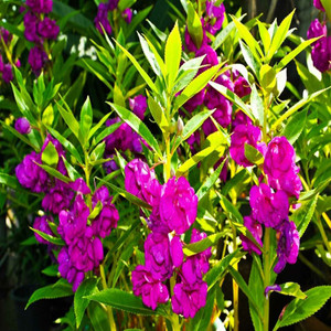 SeeGreen F1 Balsam Rose Flower Seeds, Mixed Balsam For Home Garden ...