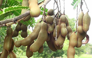 KANAYA IMLI KE BEEJ / TAMARIND SEEDS IMLEE KE BEEJ FOR Home Gardening ...