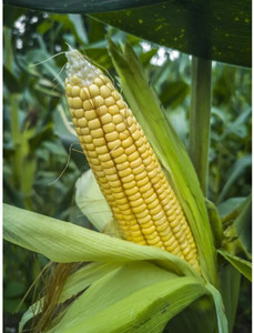 Agri care Hybrid Pioneer sigment corn seeds maize seeds highest yield ...