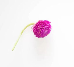 Aro Gomphrena Seed Price in India - Buy Aro Gomphrena Seed online at ...