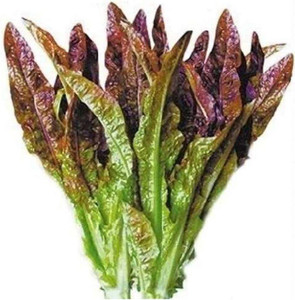 CYBEXIS Lactuca Sativa Lettuce Seeds 2000 Seeds Seed Price in India ...