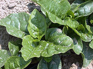 VibeX ® XLR-552 Malabar Spinach, Pui Shak Seed Price in India - Buy ...