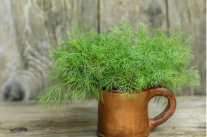 GRAXY Garden Dill - Croesus - Anet Dill - Anethum Graveolens Seed Price ...