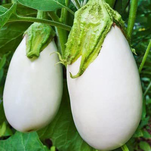 KANAYA Gardening White BRINJAL (Egg Plant) Seed Price in India - Buy ...