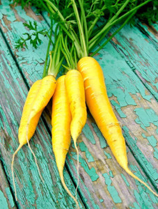 VibeX ® VXI-168 Yellowstone Carrot Seeds Seed Price in India - Buy ...