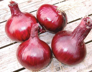 DROXTY Red Karmen Onion Seed Price in India - Buy DROXTY Red Karmen ...