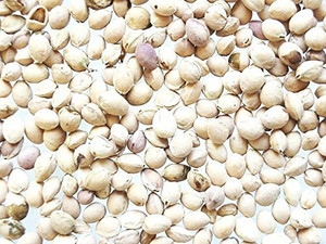 Urancia Cherry Prunus Seeds Cerasus Mahaleb 200gm Seed Price in India ...