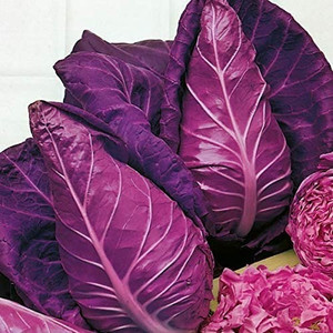 MAA Purple Cabbage, Cabbage, Red Kraut Seed Price in India - Buy MAA ...