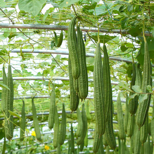 VibeX ® VLR-220 Luffa Acutangula Seeds Angled Ridge Gourd Turai Seed ...