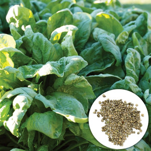 PlantsEarth Green Spinach, Palak, Palak Keerai, Palakura, Palak Soppu ...