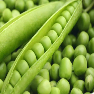 MYLAWN (Matar) Peas Seeds (मटर के बीज) Seed Price in India - Buy MYLAWN ...