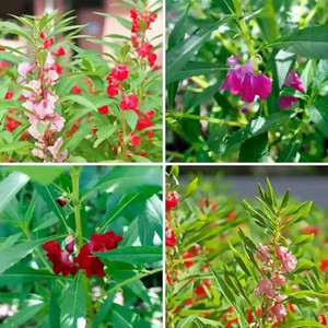 Antara AGRO/Dopati/Blossom/ Double Mixed Flower Variety Special FOR ...