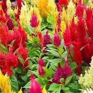 KANAYA Celosia Plumosa Mixed Flower Seeds For Home Gardening Seed Price ...