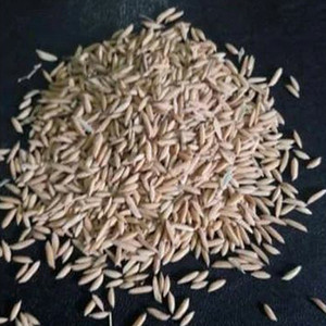 naturehils Basmati Paddy, Basmati Rice Seed-1109 for Farming ...