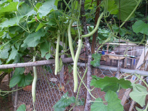 WILLVINE NBIR-25 Squash, Snake Gourd Seed Price in India - Buy WILLVINE ...