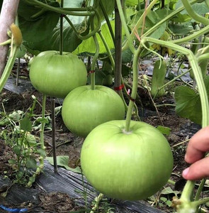 Lorvox LAW/LOWKI Long Round Bottle Gourd Lauki/Lau/Clabash Seed Price ...