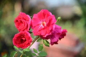Chalisa Rose, Flower seeds Seed Price in India - Buy Chalisa Rose ...