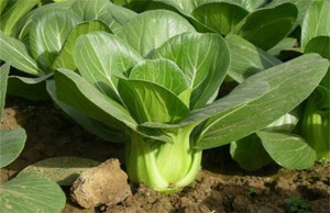 Atlus Green Baby Bok Choy Seeds | Shanghai Pak Choi Seed Price in India ...