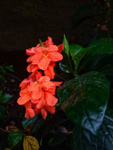 voorkoms kanakambaram-firecracker-crossandra Seed Price in India - Buy ...