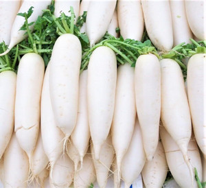 Lorvox Mooli radish Seed Price in India - Buy Lorvox Mooli radish Seed ...
