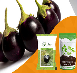 NATURAL AND HERBAL PRODUCTS Black Brinjal Seeds for Farming | Garden ...