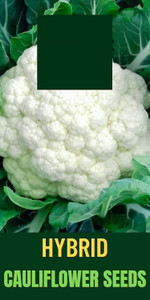 WILLVINE NBIR-289 Organic F1 Hybrid Cauliflower High yielding seeds ...