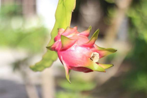 Paudha Dragon fruit Seed Price in India - Buy Paudha Dragon fruit Seed ...