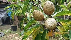 Chalisa Chikoo, Sapota, Chiku Seed Price in India - Buy Chalisa Chikoo ...