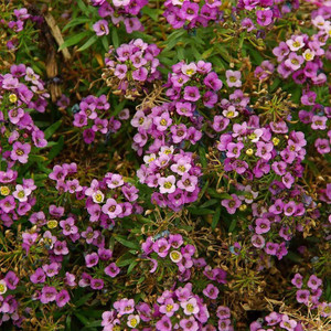 MSG Alyssum Flower Seed Price in India - Buy MSG Alyssum Flower Seed ...